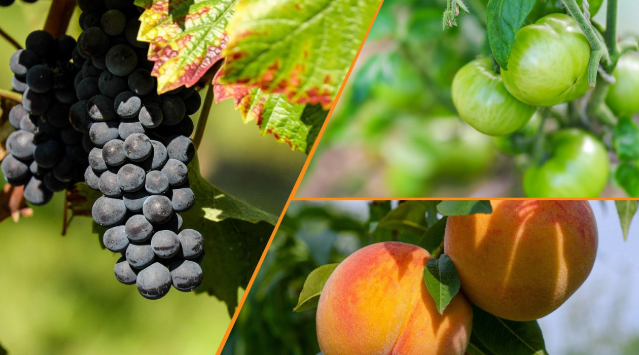 UČINKOVITI BOTANIČKI INSEKTICID – OMOGUĆUJE ZAŠTITU BILJA DO PRED SAMU ...