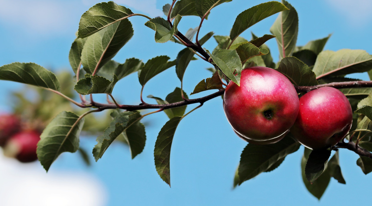 KAKO DO KVALITETNIH PLODOVA S VISOKOM KONCENTRACIJOM ŠEĆERA? – Agrochem ...